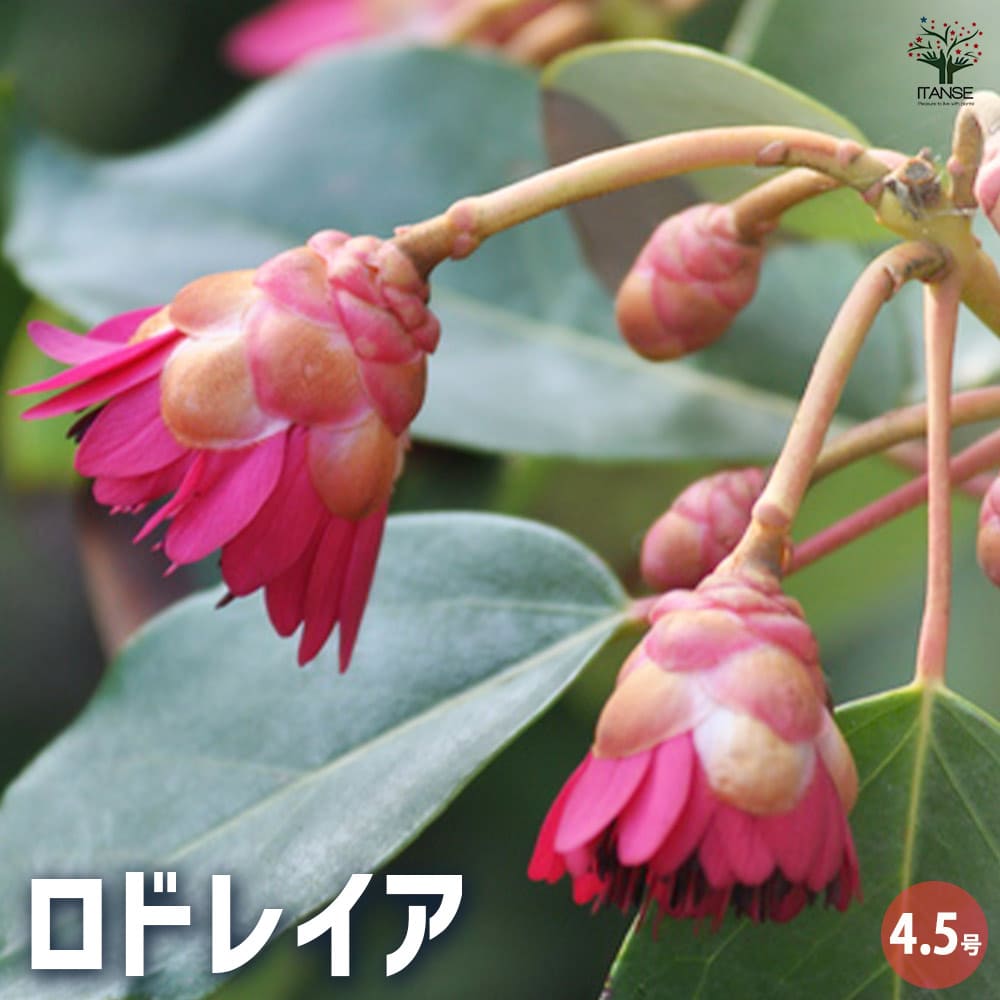 ロドレイア 【花木苗 4.5号／1個売り】｜ 【植物のITANSE】全品送料無料・即出荷!