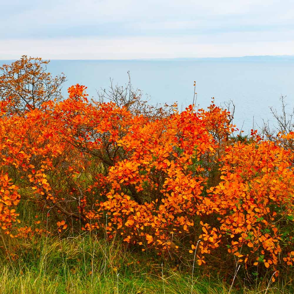 スモークツリー ロイヤルパープル 【花木苗 6号／1個売り】｜ 【植物のITANSE】全品送料無料・即出荷!