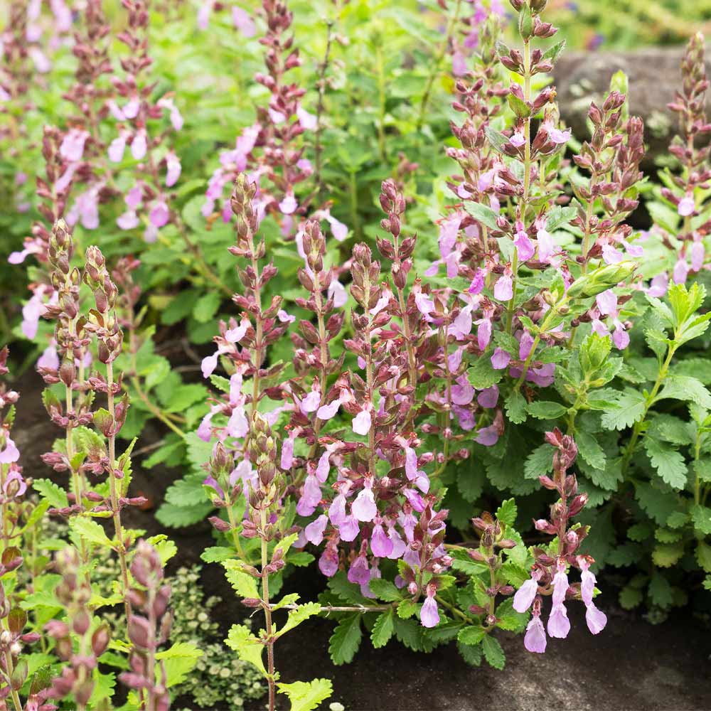 ウォールジャーマンダー 【ハーブの苗 3号】｜ 【植物のITANSE】全品送料無料・即出荷!