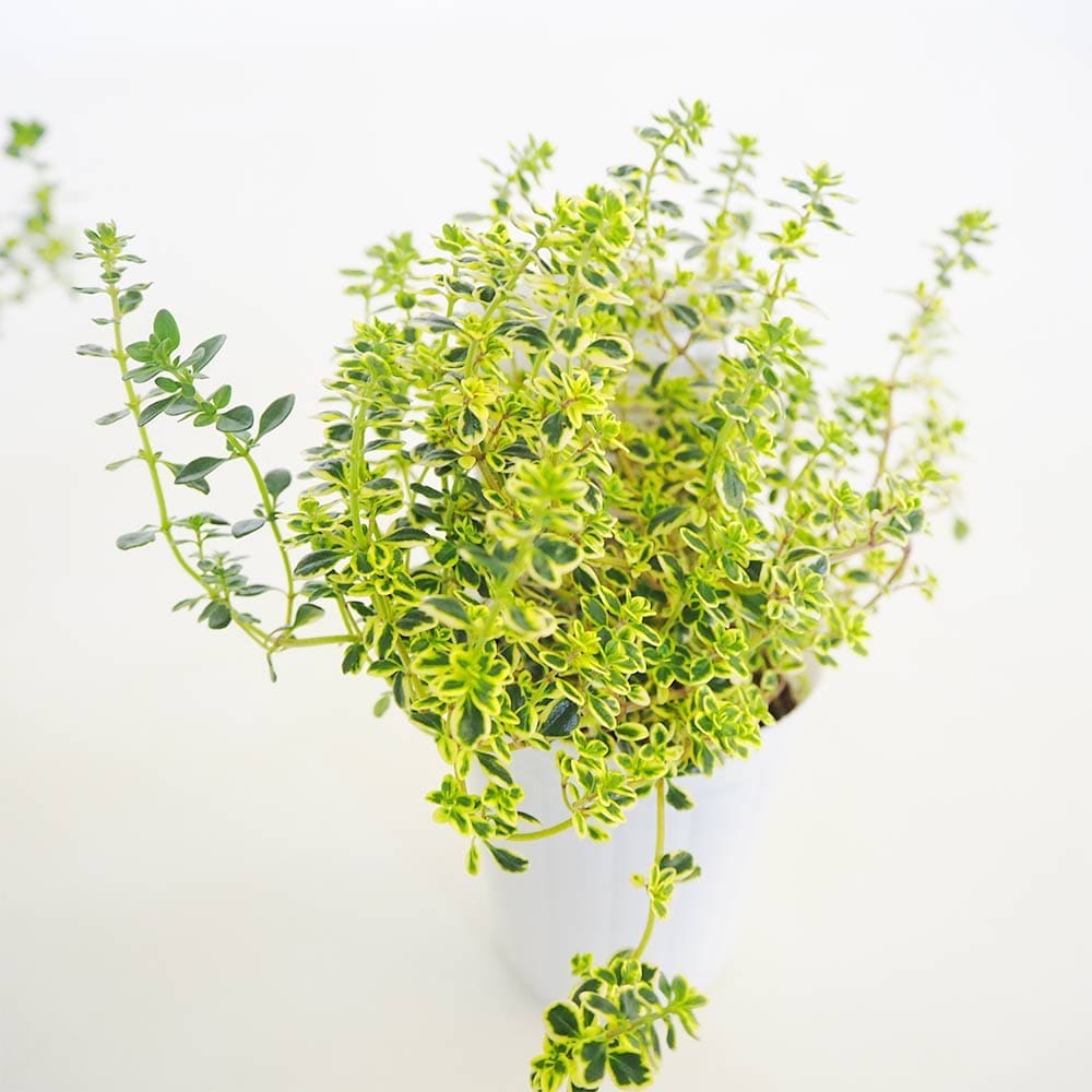 タイム ゴールデンタイム 【ハーブの苗 2.5号】｜ 【植物のITANSE】全品送料無料・即出荷!