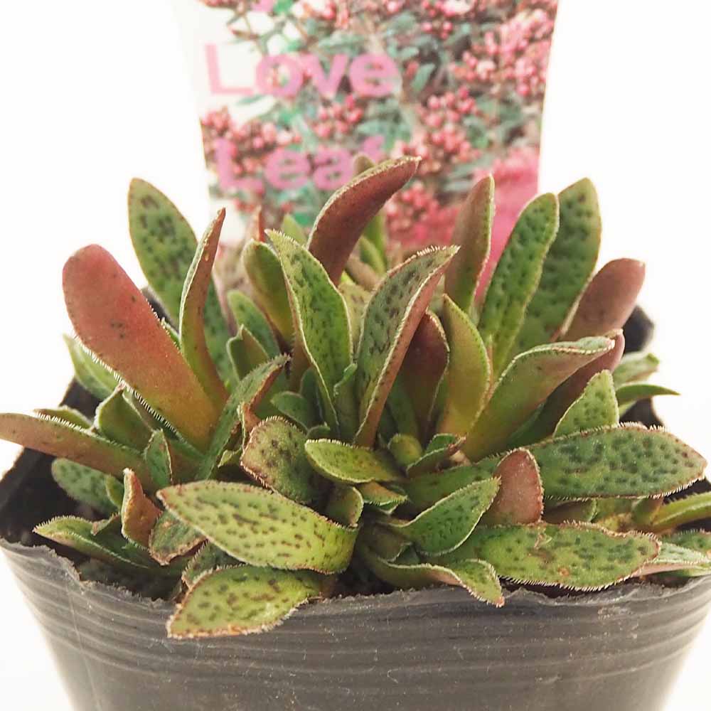 クラッスラ クーベリー 【多肉植物 2.5～3号】｜ 【植物のITANSE】全品送料無料・即出荷!