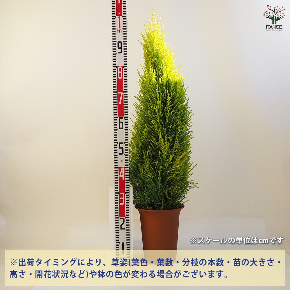 コニファー ウィルマ 【庭木 7号鉢／1個売り】｜ 【植物のITANSE】全品送料無料・即出荷!