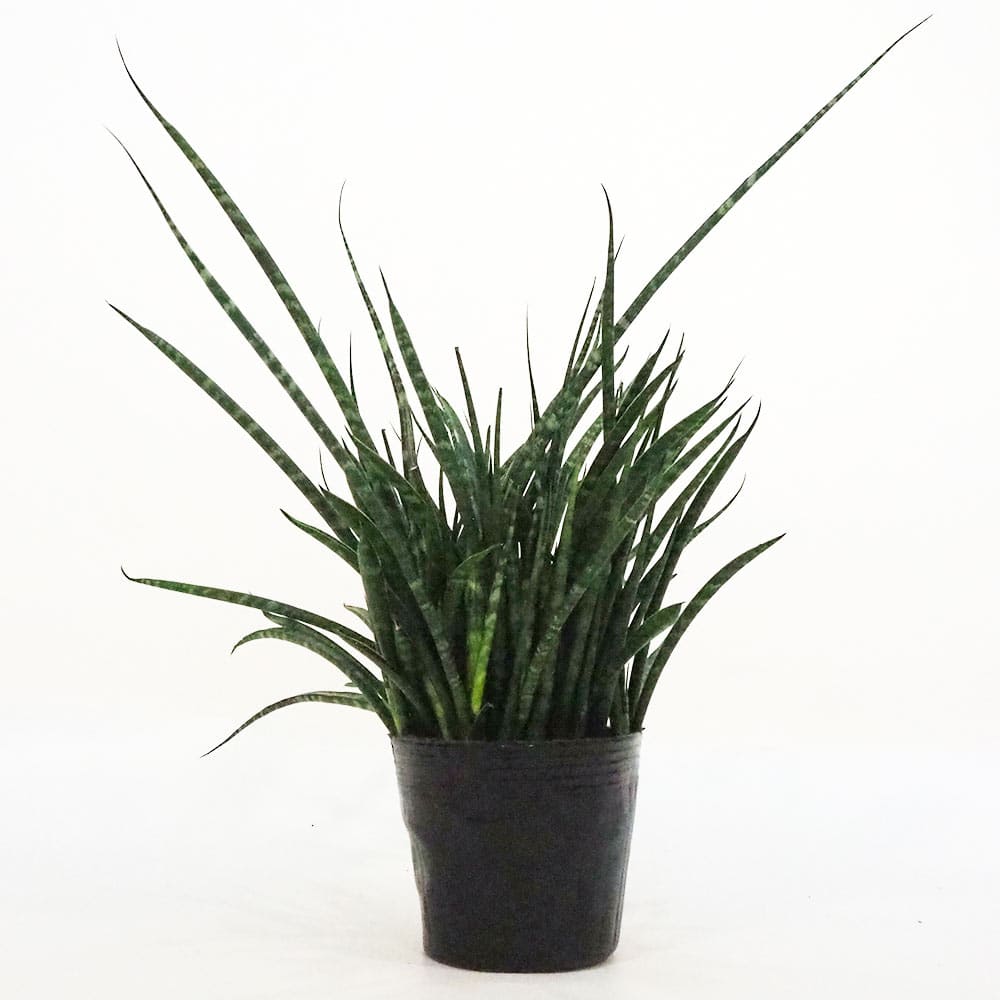 サンスベリア ファーンウッド 【観葉植物 5号ポット／1個売り】｜ 【植物のITANSE】全品送料無料・即出荷!