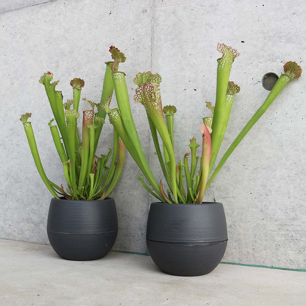 サラセニア レウコフィラグリーン 【花苗 4.5号／1個売り】｜ 【植物のITANSE】全品送料無料・即出荷!