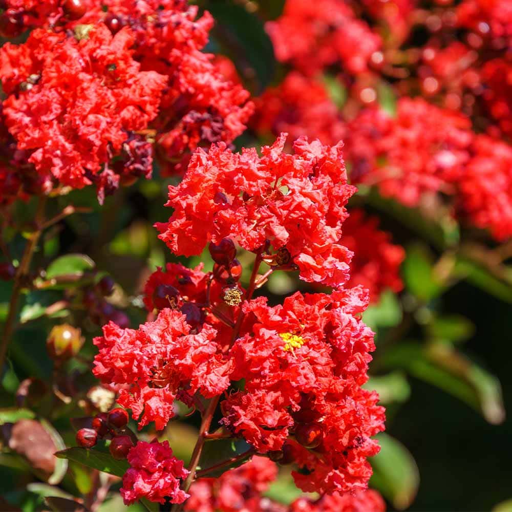 サルスベリ ブラックリーフD レッドホット 【花木苗 6号／1個売り】｜ 【植物のITANSE】全品送料無料・即出荷!