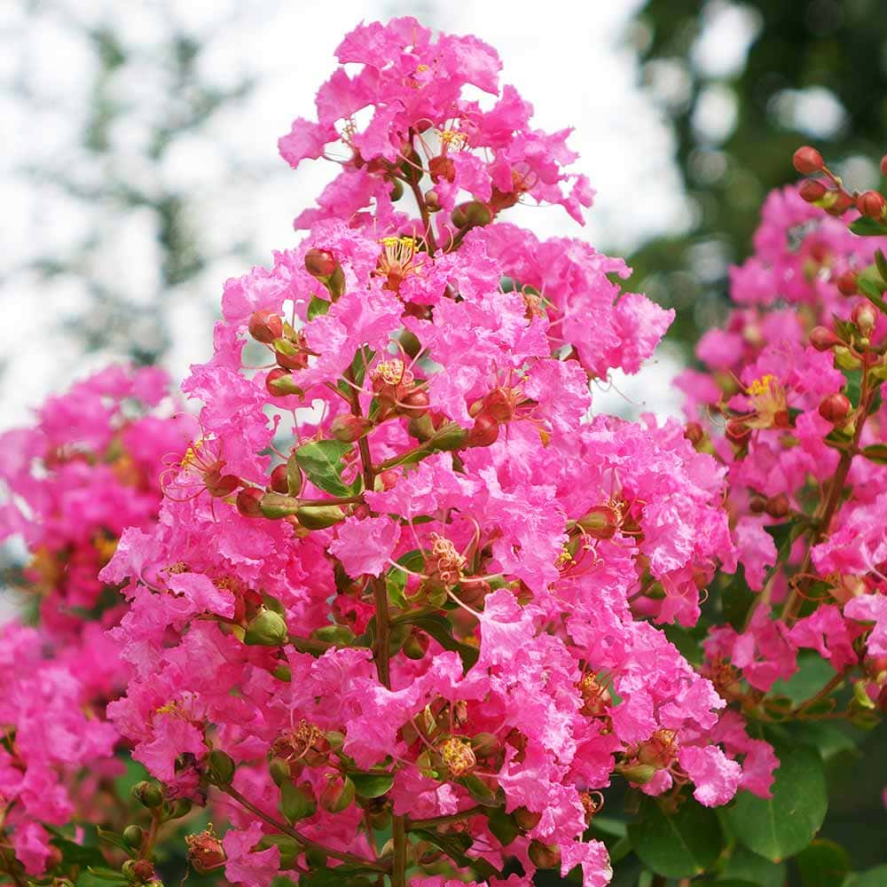 サルスベリ ブラックリーフD シェルピンク 【花木苗 6号／1個売り】｜ 【植物のITANSE】全品送料無料・即出荷!