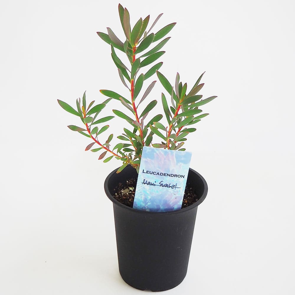 リューカデンドロン マウイサンセット 【花木苗 4号／1個売り】｜ 【植物のITANSE】全品送料無料・即出荷!