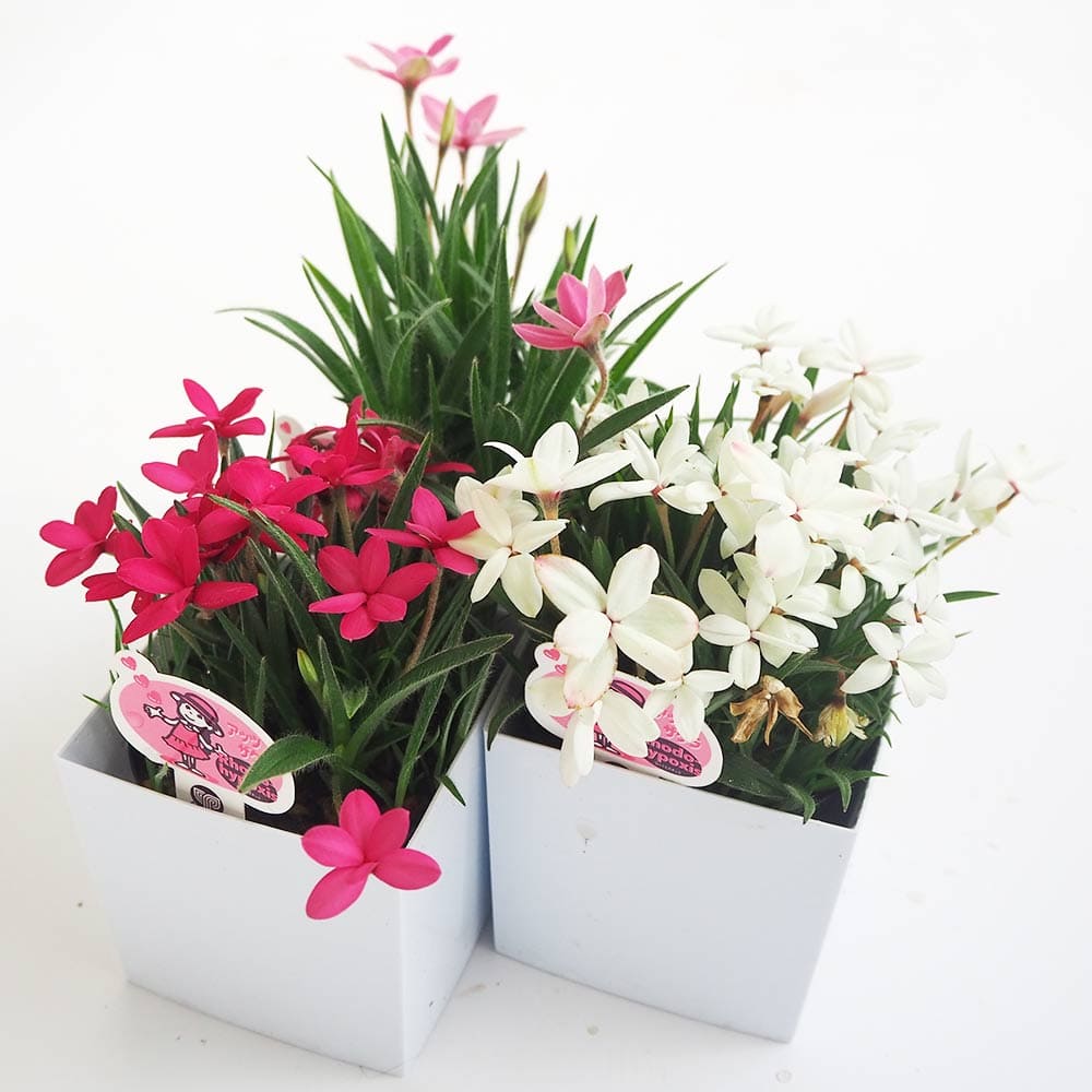 アッツ桜 舞姫 花色mix 【花苗 3号】｜ 【植物のITANSE】全品送料無料・即出荷!