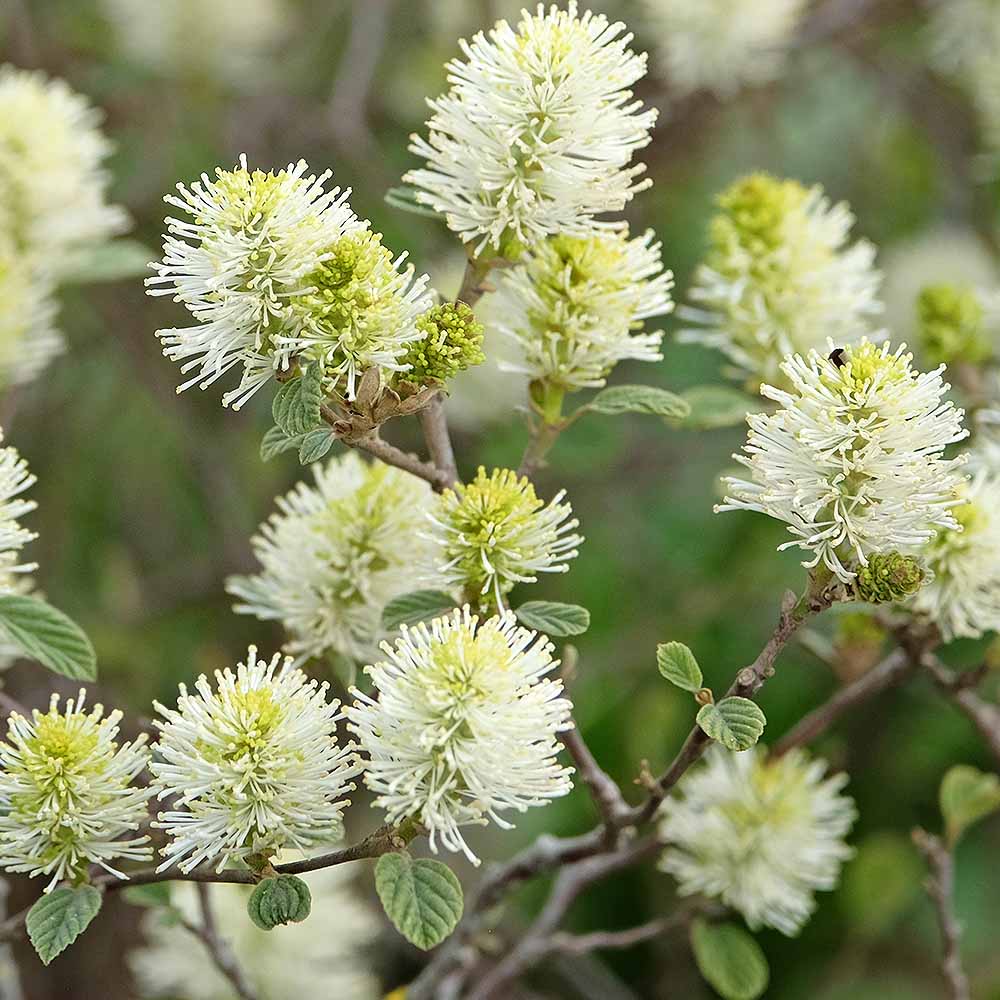 フォッサギラ ブルーシャドウ(万作) 【花木苗 13号／1個売り】｜ 【植物のITANSE】全品送料無料・即出荷!