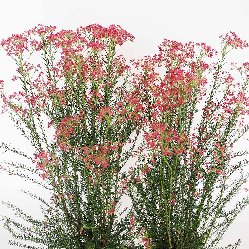 ライスフラワー ロイヤルピンク 【花木苗 5号／1個売り】｜ 【植物のITANSE】全品送料無料・即出荷!