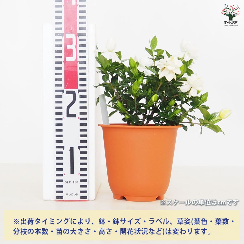 四季咲きクチナシ キムラ 【花木苗 5号】｜ 【植物のITANSE】全品送料無料・即出荷!