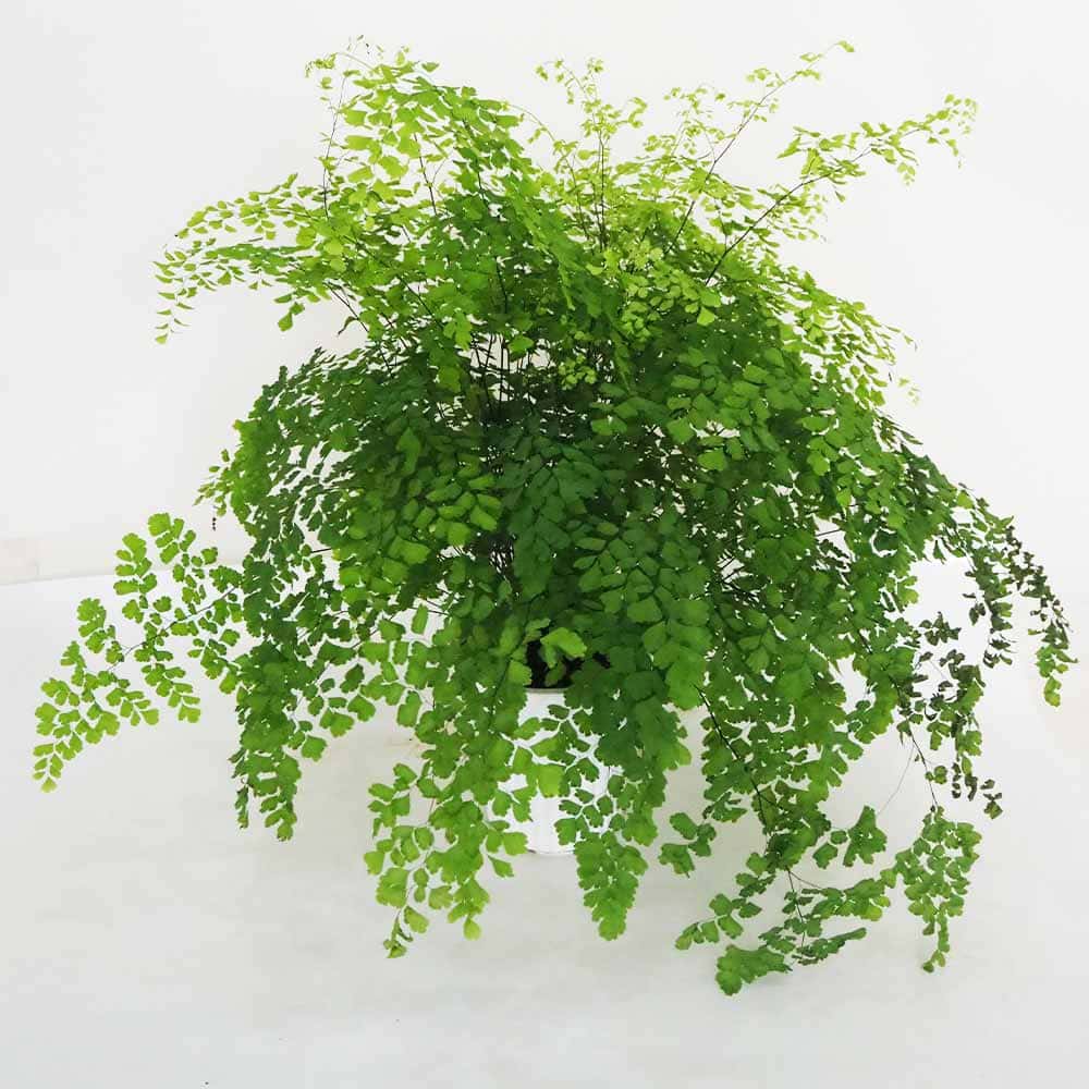 観葉植物 アジアンタム フラグランス 【観葉植物 5号／1個売り】｜ 【植物のITANSE】全品送料無料・即出荷!