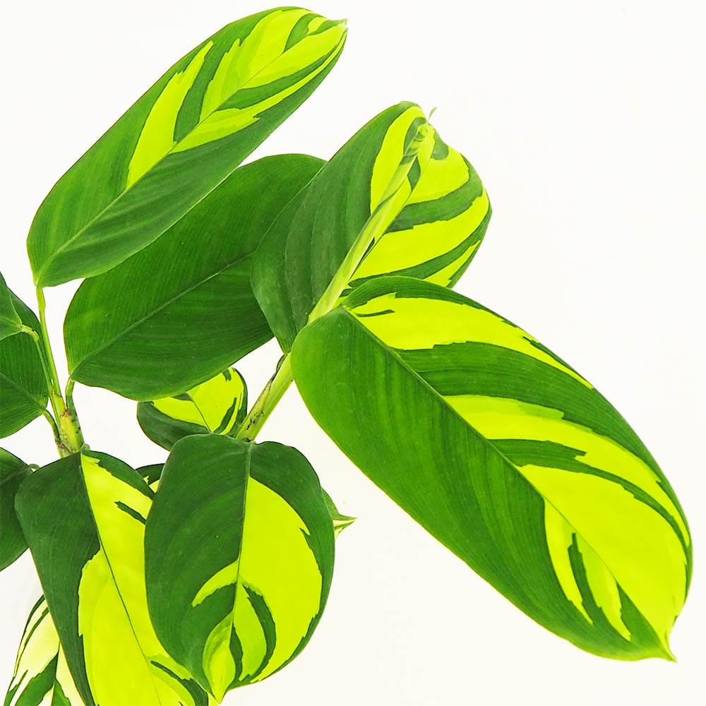 観葉植物 クテナンテ ゴールデンモザイク 【観葉植物 2.5号】｜ 【植物のITANSE】全品送料無料・即出荷!