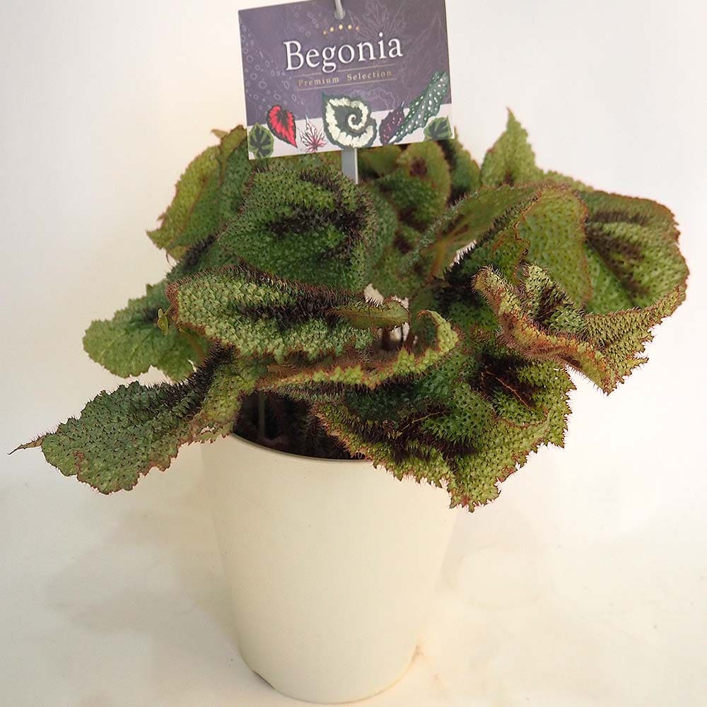 根茎性ベゴニア マソニアナ シルバー 【観葉植物 5号／1個売り】｜ 【植物のITANSE】全品送料無料・即出荷!