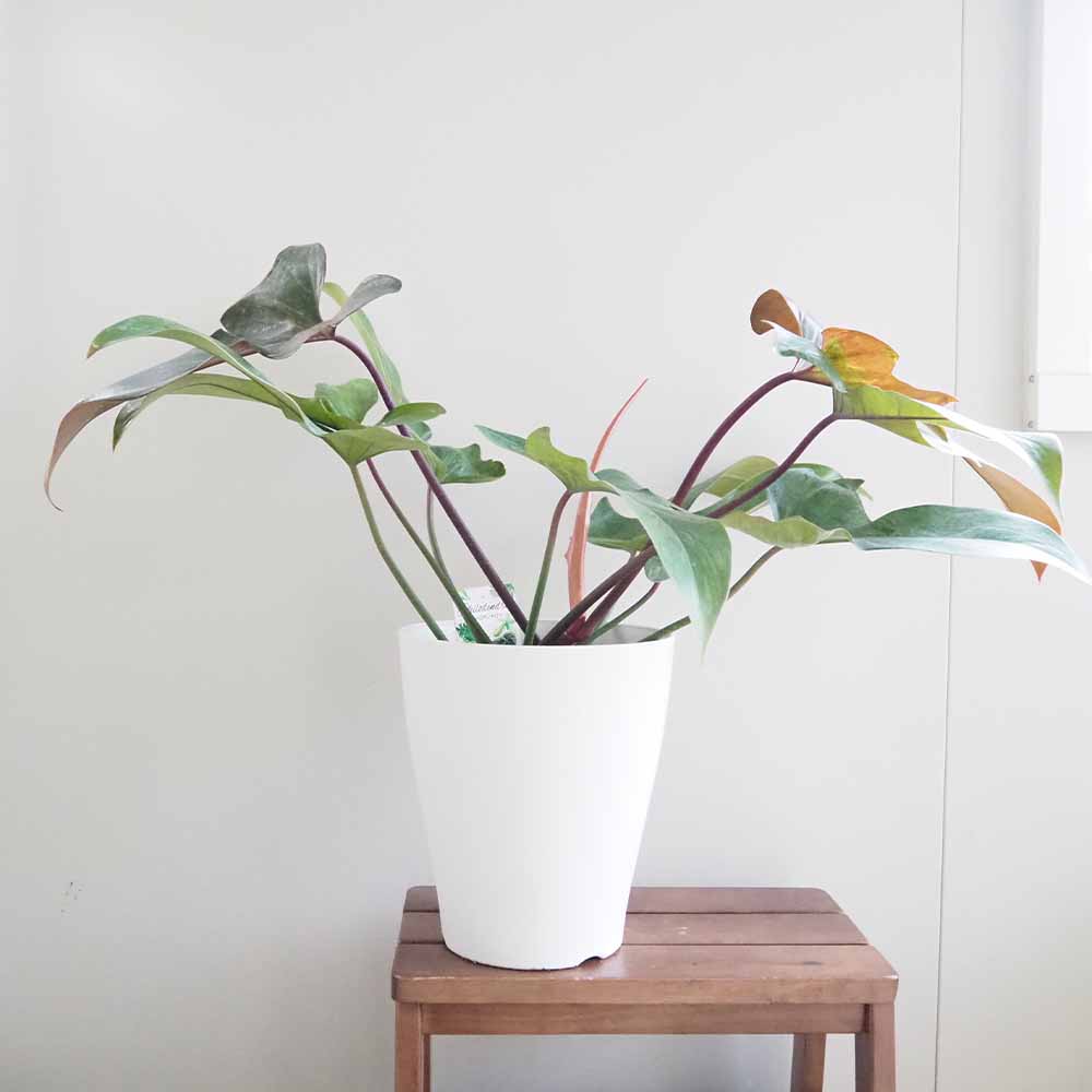 フィロデンドロン ブロンズ 【観葉植物 7号／1個売り】｜ 【植物のITANSE】全品送料無料・即出荷!