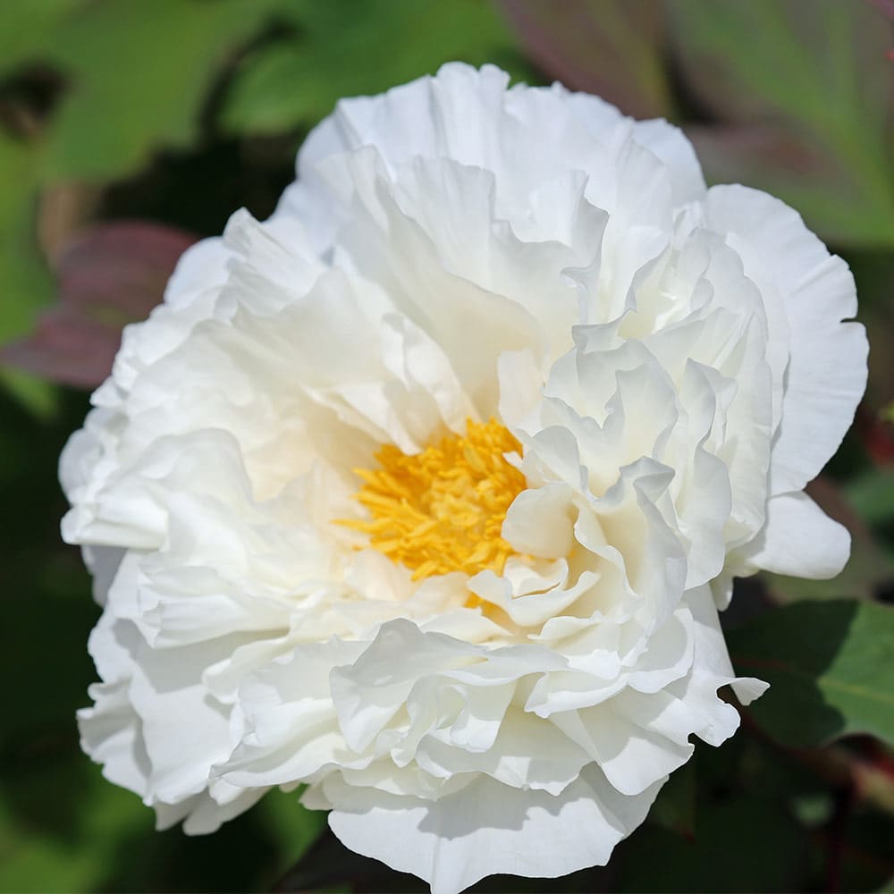 牡丹 越の雪 【花苗 6号／1個売り】｜ 【植物のITANSE】全品送料無料・即出荷!