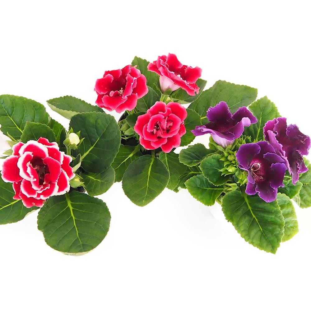 グロキシニア 花色MIX見計らい 【花苗 4号】｜ 【植物のITANSE】全品送料無料・即出荷!