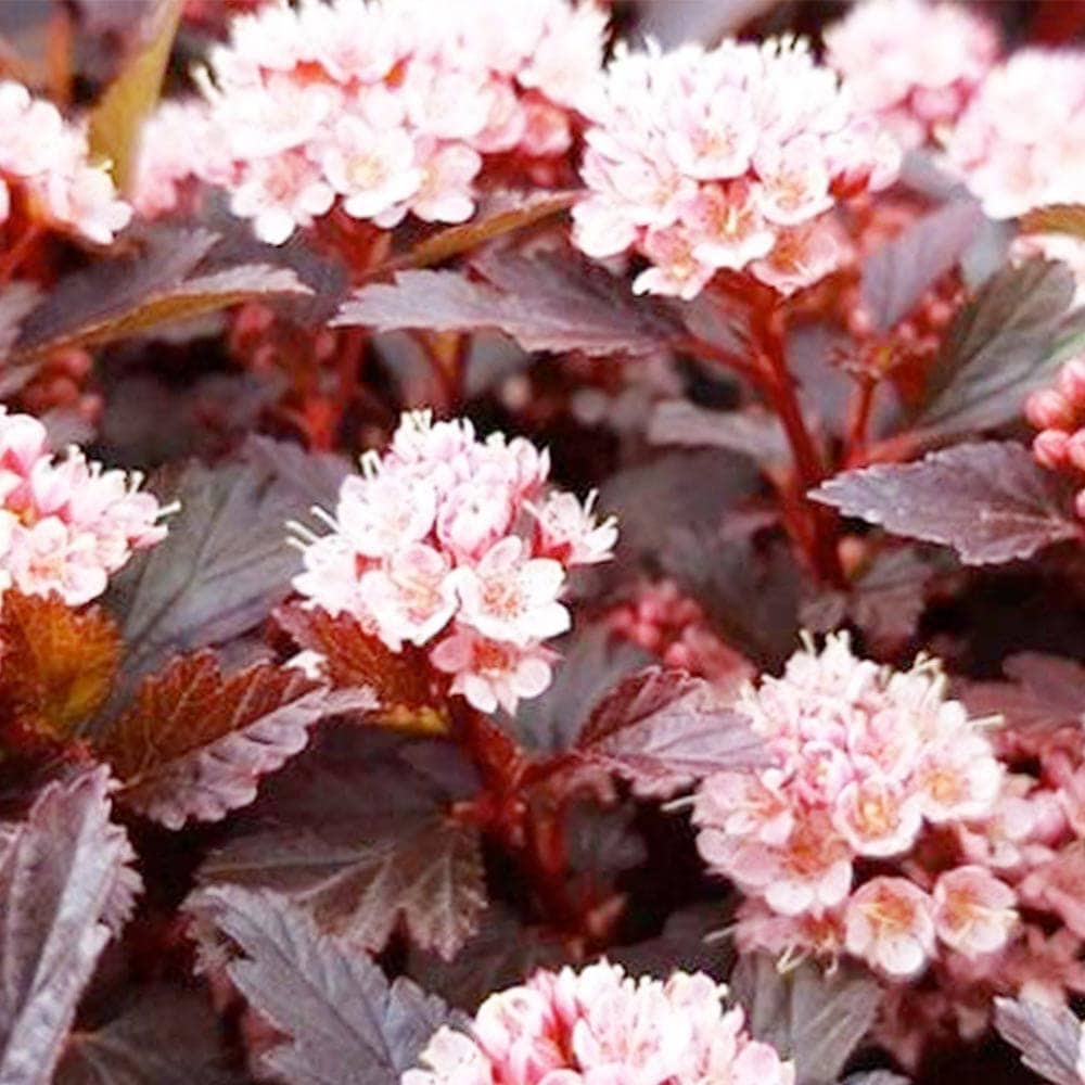 アメリカテマリシモツケ リトルジョーカー 【花木苗 5号／1個売り】｜ 【植物のITANSE】全品送料無料・即出荷!