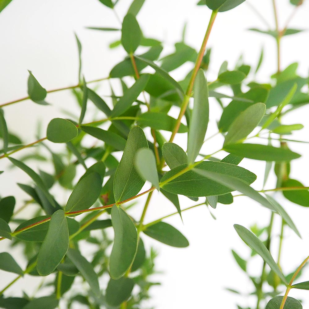 ユーカリ パルブラ 【花木苗 6号／1個売り】｜ 【植物のITANSE】全品送料無料・即出荷!