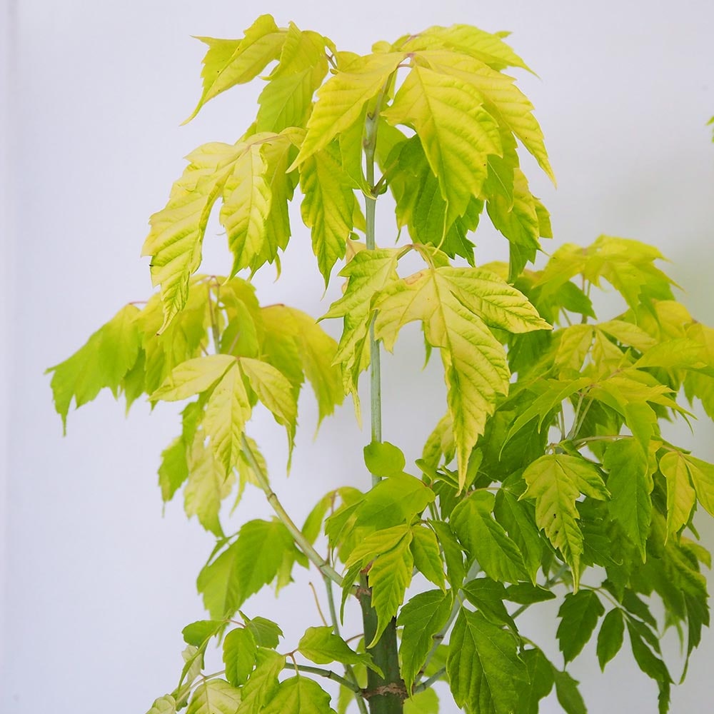 ネグンドカエデ ケリーズゴールド 【花木苗 6号／1個売り】｜ 【植物のITANSE】全品送料無料・即出荷!