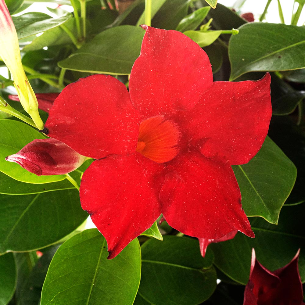 マンデビラ サマースター レッド 【花苗 5号／1個売り】｜ 【植物のITANSE】全品送料無料・即出荷!