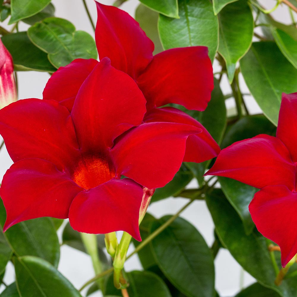 マンデビラ サンパラソルレッド 【花苗 6号／1個売り】｜ 【植物のITANSE】全品送料無料・即出荷!