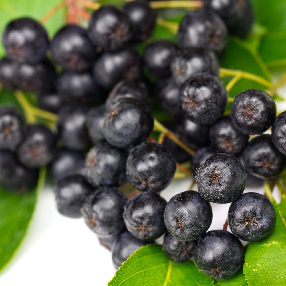 アロニア プルニフォリア ネロ 【果樹の苗 4号／1個売り】｜ 【植物のITANSE】全品送料無料・即出荷!