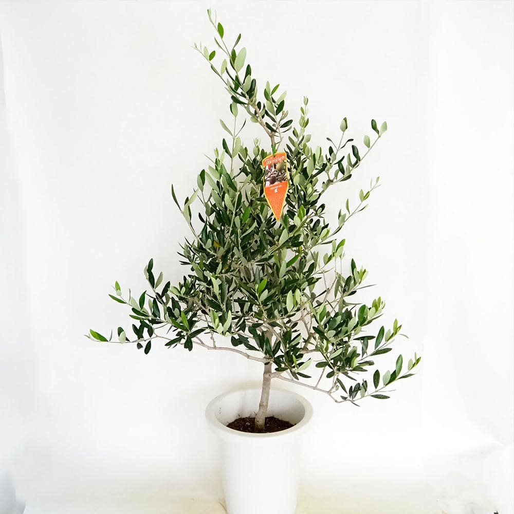 オリーブ コレッジョラ 【果樹の苗木 8号／1個売り】｜ 【植物のITANSE】全品送料無料・即出荷!