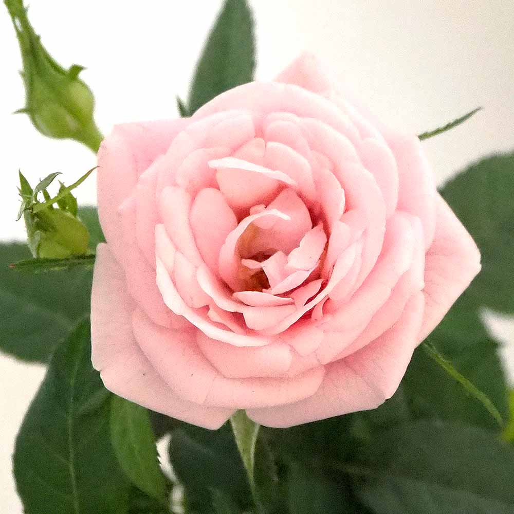 ミニ薔薇 ルージュピンク 【花木苗 3.5号】｜ 【植物のITANSE】全品送料無料・即出荷!