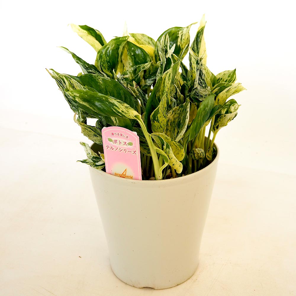 ポトス テルノラブソング 【観葉植物 5号／1個売り】｜ 【植物のITANSE】全品送料無料・即出荷!