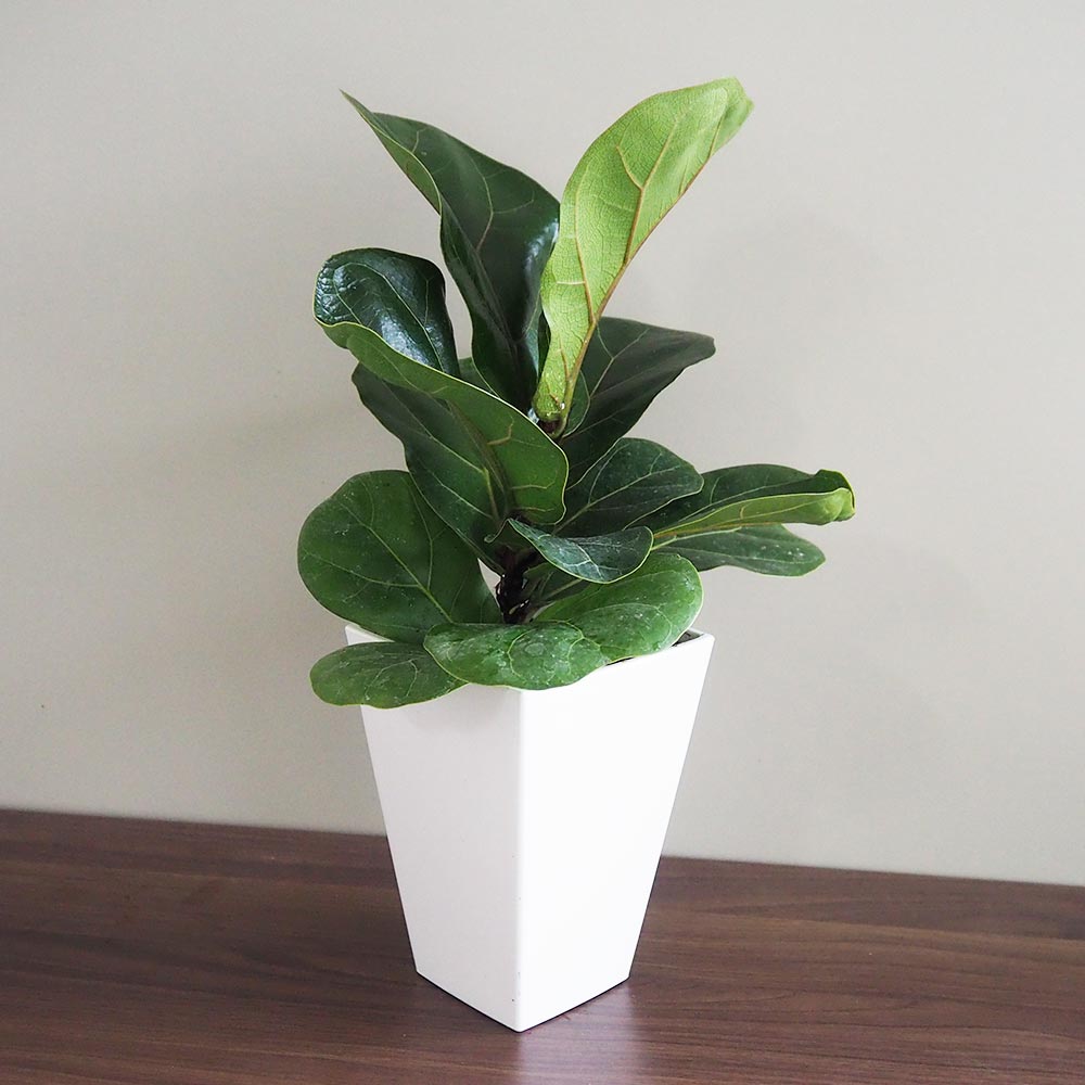 フィカス リラータ(カシワバゴム) 【観葉植物 4号】｜ 【植物のITANSE】全品送料無料・即出荷!