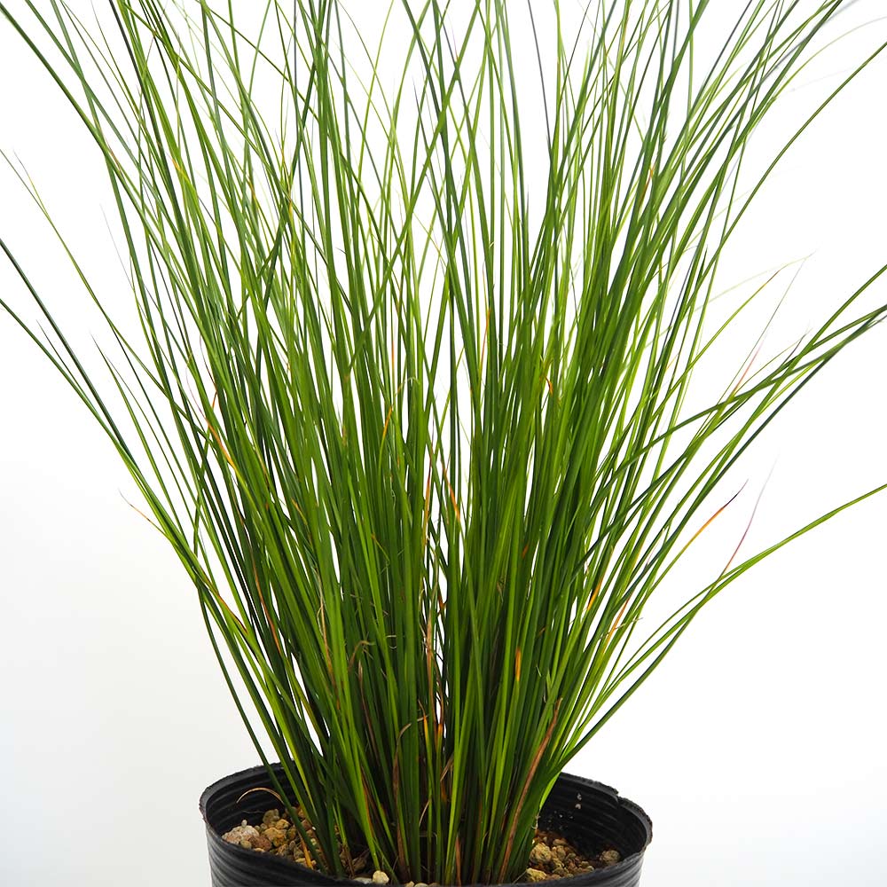 カレックス キウイ 【花苗 5号／1個売り】｜ 【植物のITANSE】全品送料無料・即出荷!