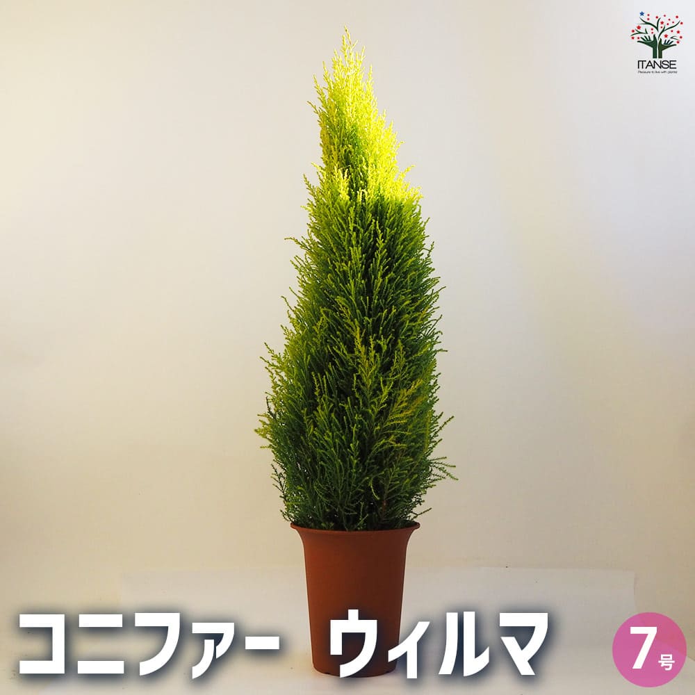 コニファー ウィルマ 【庭木 7号鉢／1個売り】｜ 【植物のITANSE】全品送料無料・即出荷!