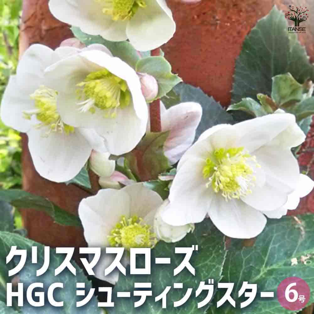 クリスマスローズ HGCシューティングスター 【花苗 6号鉢／1個売り】｜ 【植物のITANSE】全品送料無料・即出荷!