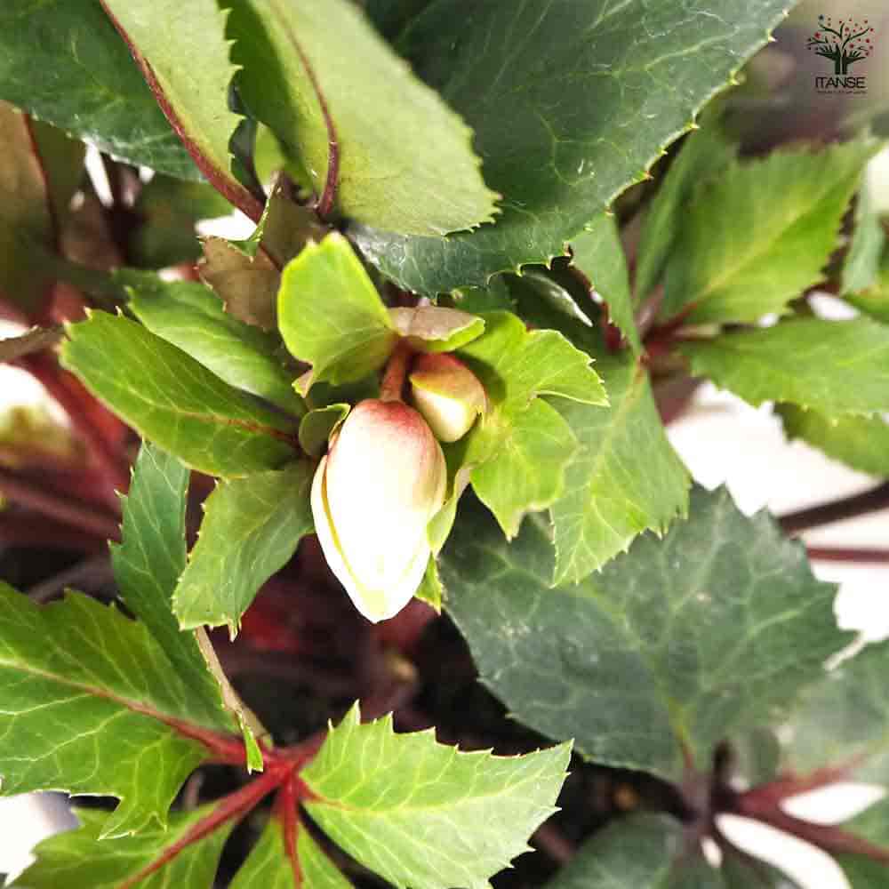 クリスマスローズ HGCシューティングスター 【花苗 6号鉢／1個売り】｜ 【植物のITANSE】全品送料無料・即出荷!