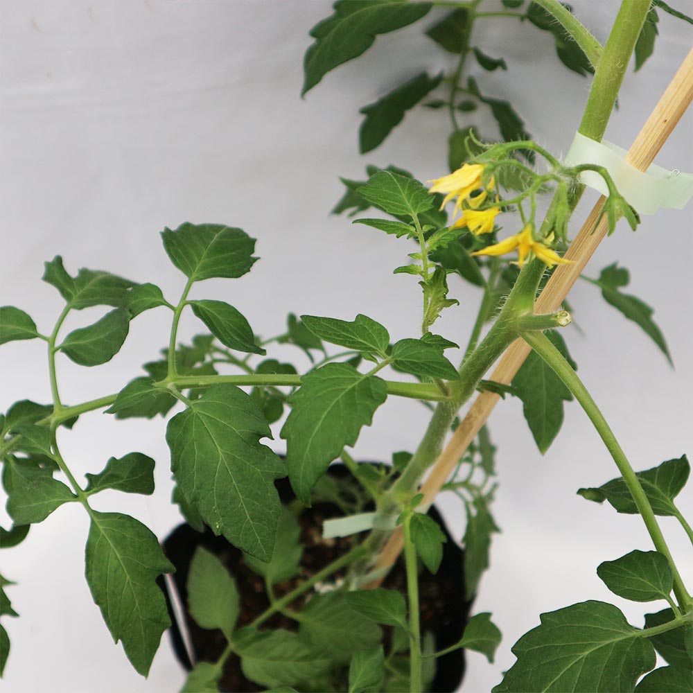 フルティカ・フルーツトマト 接ぎ木大苗(中玉トマト)【野菜苗 接木苗15cmポット／1個】｜ 【植物のITANSE】全品送料無料・即出荷!