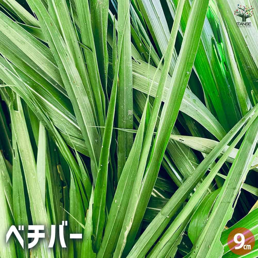 ベチバー 【ハーブの苗 9cmポット】｜ 【植物のITANSE】全品送料無料・即出荷!
