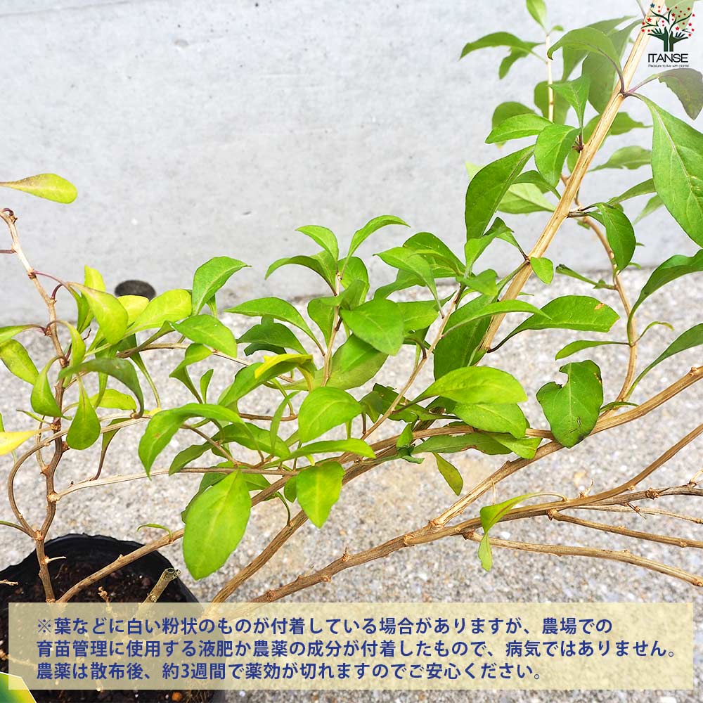 クコの苗木 品種：千成クコ(センナリクコ)【果樹の苗 12cmポット 2年生 挿し木苗／1個売り】｜ 【植物のITANSE】全品送料無料・即出荷!