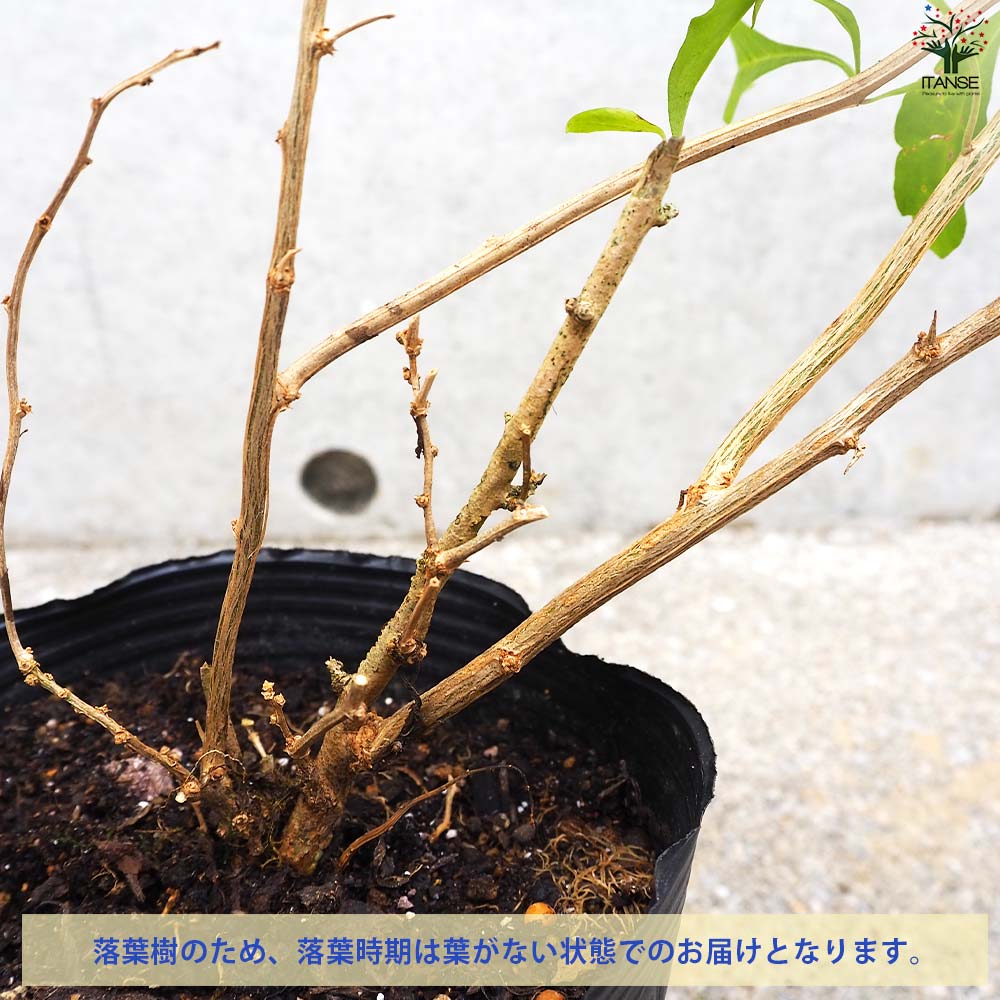 クコの苗木 品種：千成クコ(センナリクコ)【果樹の苗 12cmポット 2年生 挿し木苗／1個売り】｜ 【植物のITANSE】全品送料無料・即出荷!