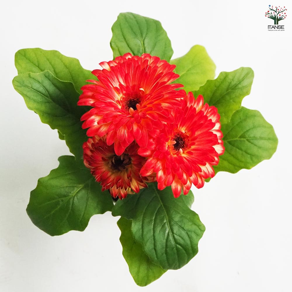 ミニガーベラ 品種mix 【花苗 3.5号】｜ 【植物のITANSE】全品送料無料・即出荷!
