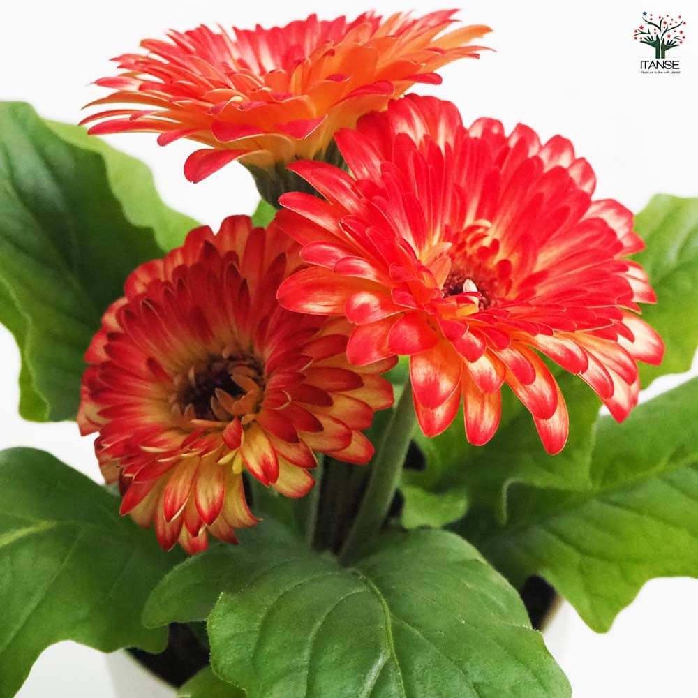 ミニガーベラ 品種mix 【花苗 3.5号】｜ 【植物のITANSE】全品送料無料・即出荷!