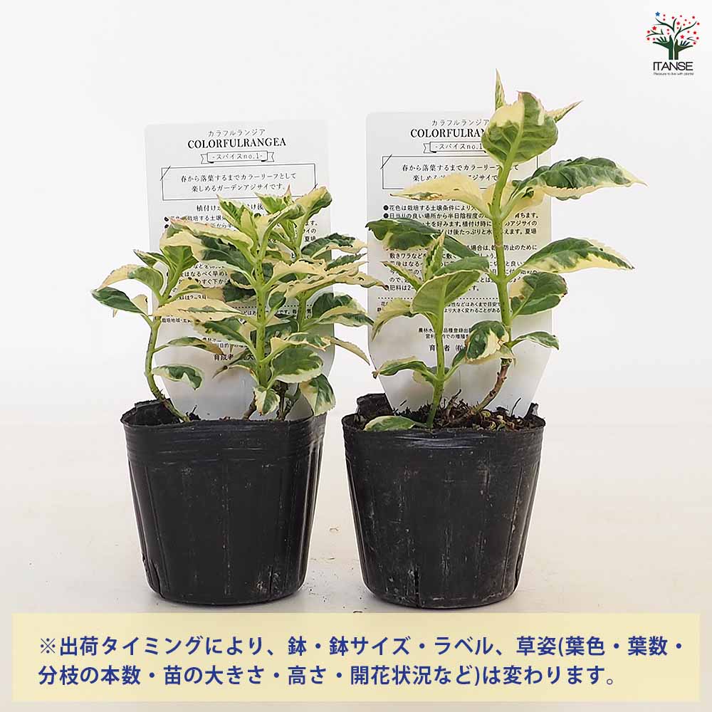 アジサイ カラフルランジア スパイス[No1] 【花木苗 3号】｜ 【植物のITANSE】全品送料無料・即出荷!