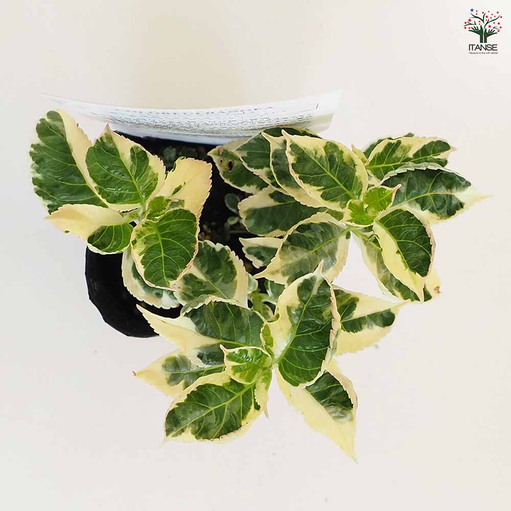 アジサイ カラフルランジア スパイス[No1] 【花木苗 3号】｜ 【植物のITANSE】全品送料無料・即出荷!