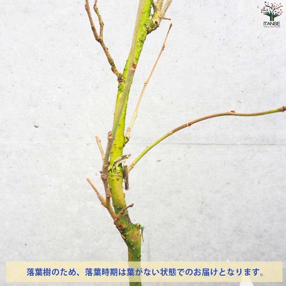 マルベリー(桑の木) 鈴なりマルベリー【果樹の苗 12cmポット 2年生 挿し木苗／1個売り】｜ 【植物のITANSE】全品送料無料・即出荷!