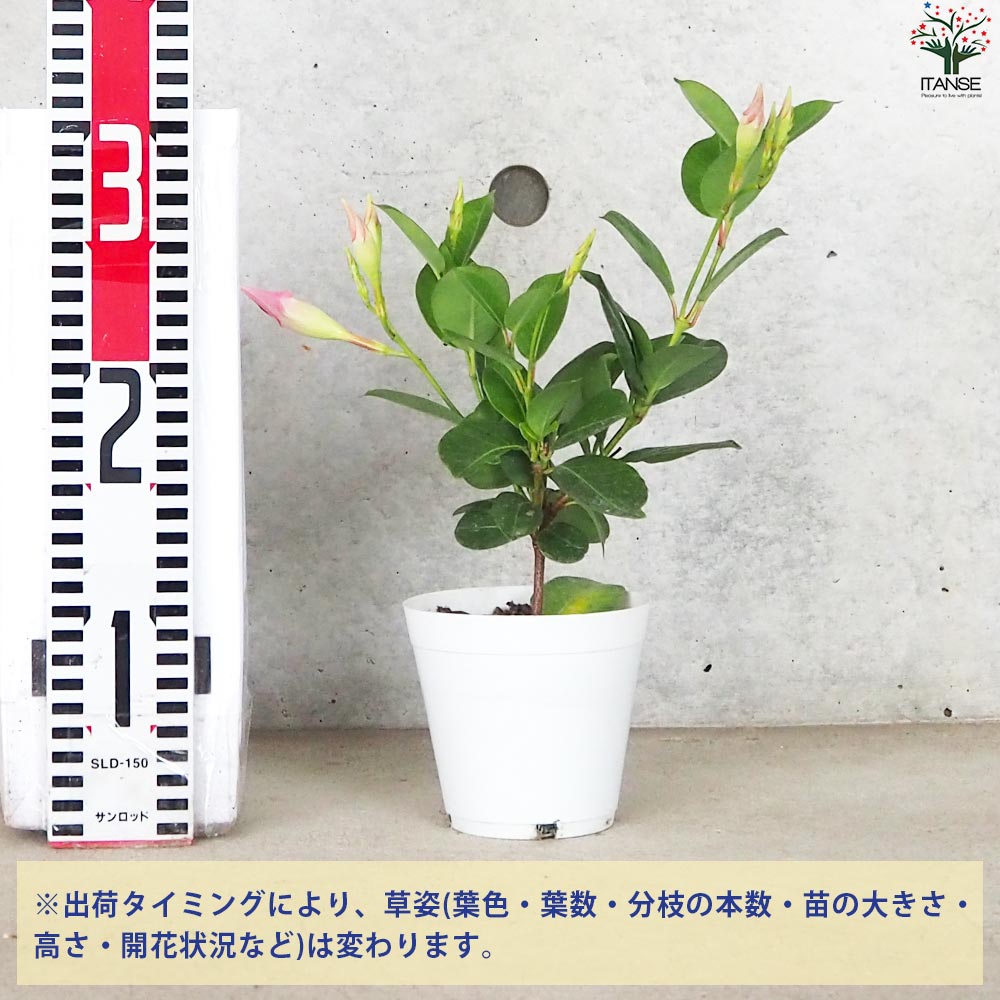 マンデビラ ディアマンティーナ 色MIX見計らい2個～【花苗 3.5号ポット】｜ 【植物のITANSE】全品送料無料・即出荷!