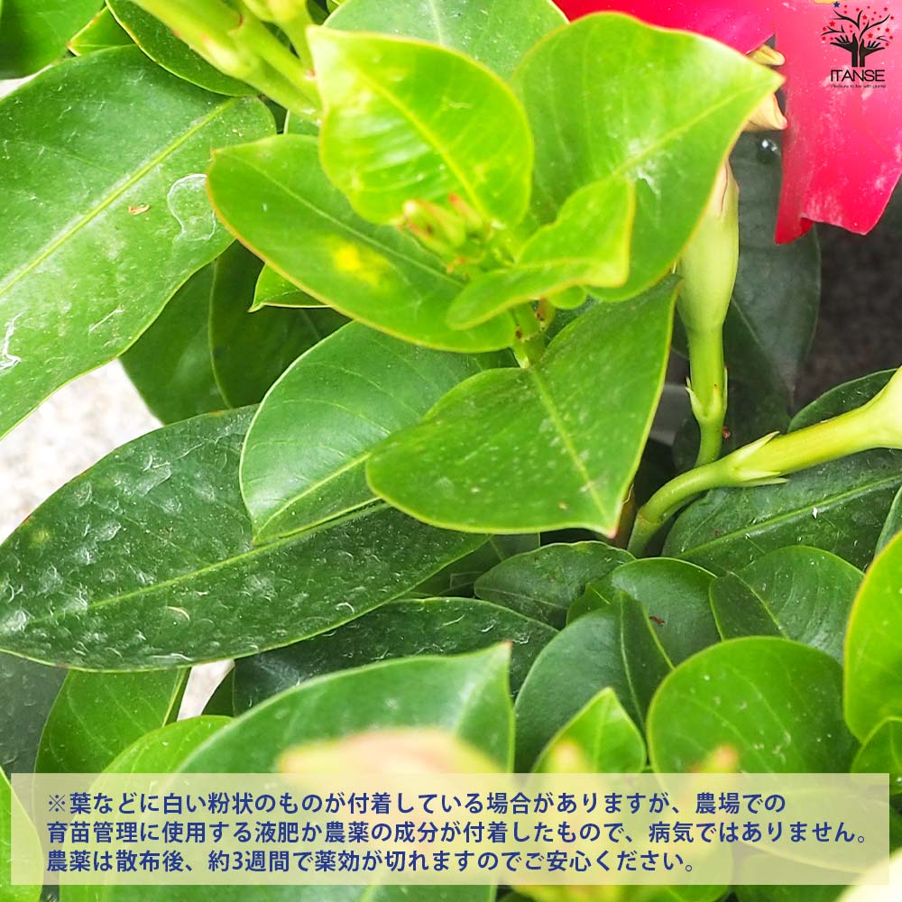 マンデビラ ディアマンティーナ 色MIX見計らい【花苗 3.5号ポット】｜ 【植物のITANSE】全品送料無料・即出荷!