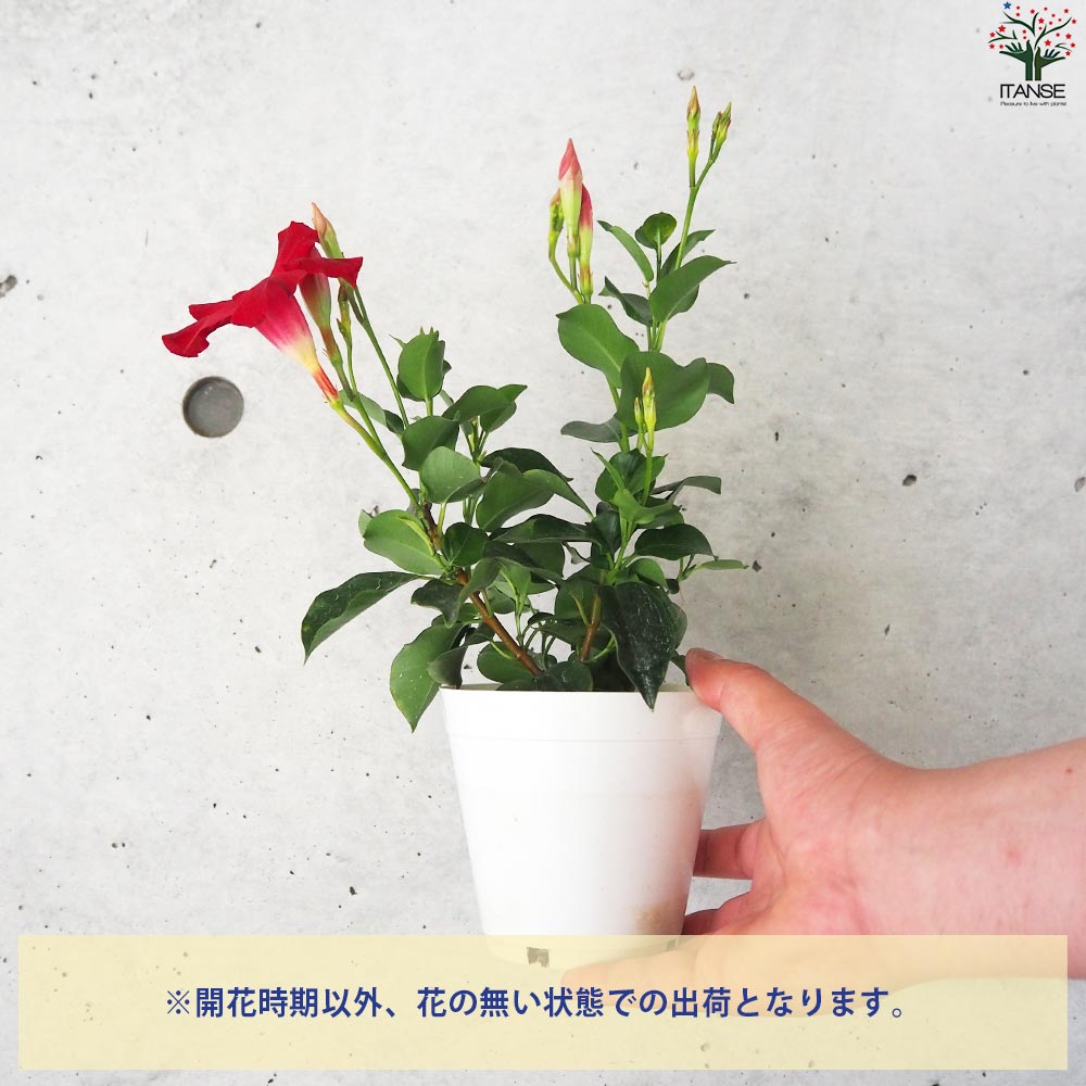 マンデビラ ディアマンティーナ 色MIX見計らい【花苗 3.5号ポット】｜ 【植物のITANSE】全品送料無料・即出荷!