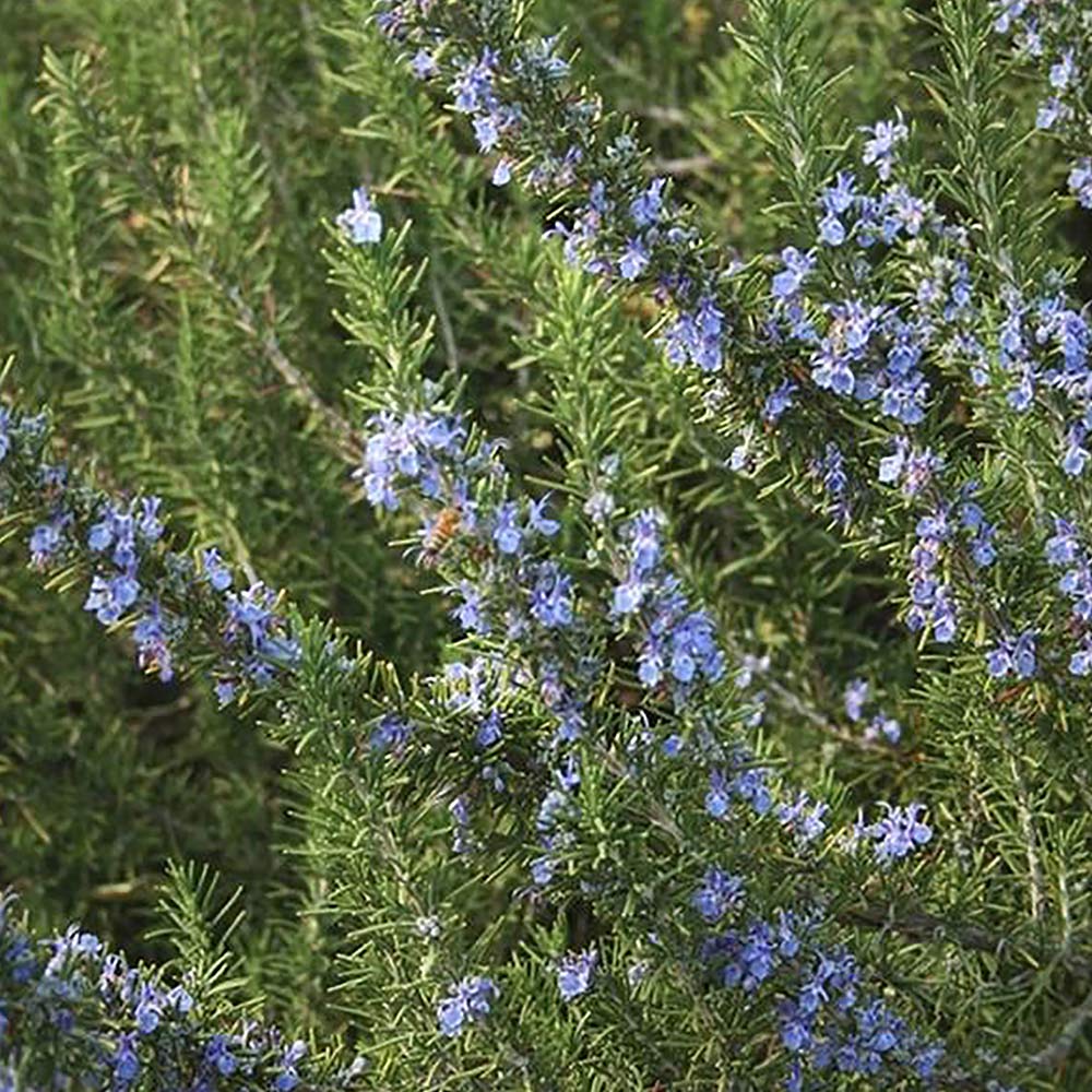 ローズマリーコリンガムイングラム ハーブ苗9cmポット【3個セット】｜ 【植物のITANSE】全品送料無料・即出荷!