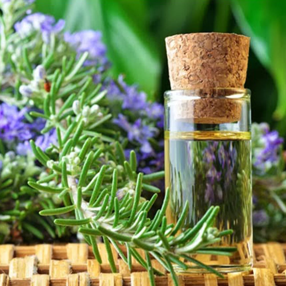 ローズマリーコリンガムイングラム ハーブ苗9cmポット【3個セット】｜ 【植物のITANSE】全品送料無料・即出荷!