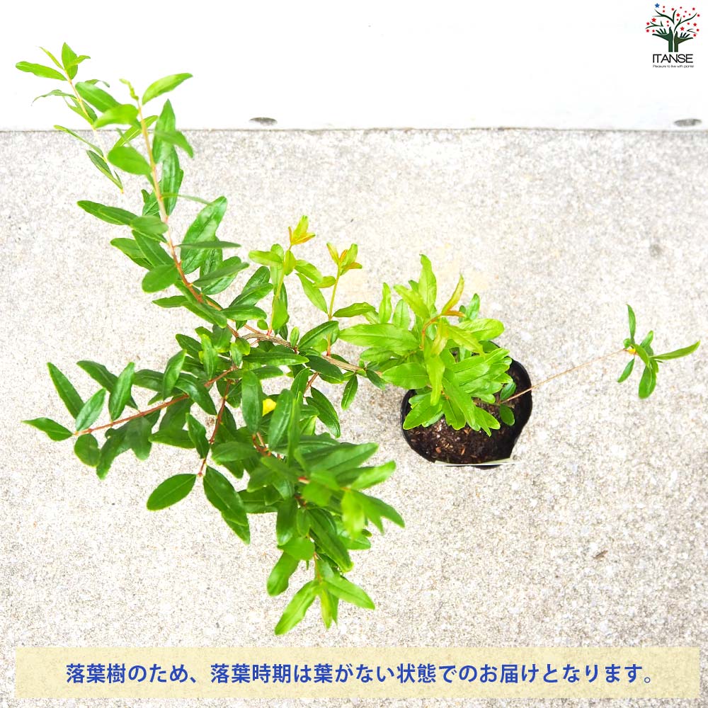 ザクロの苗木 品種：五彩榴(ゴサイザクロ)【果樹の苗 12cmポット 2年生 挿し木苗／1個売り】｜ 【植物のITANSE】全品送料無料・即出荷!